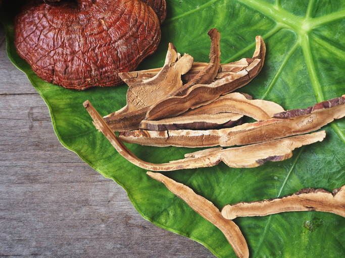 The Benefits of Reishi, the Mushroom of Immortality
