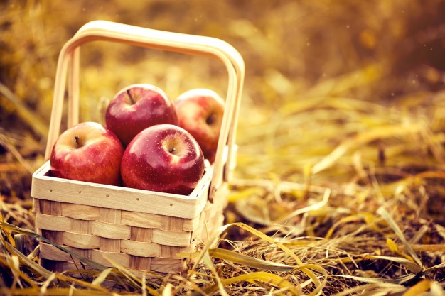 14 Fun Fall Activities for The Whole Family