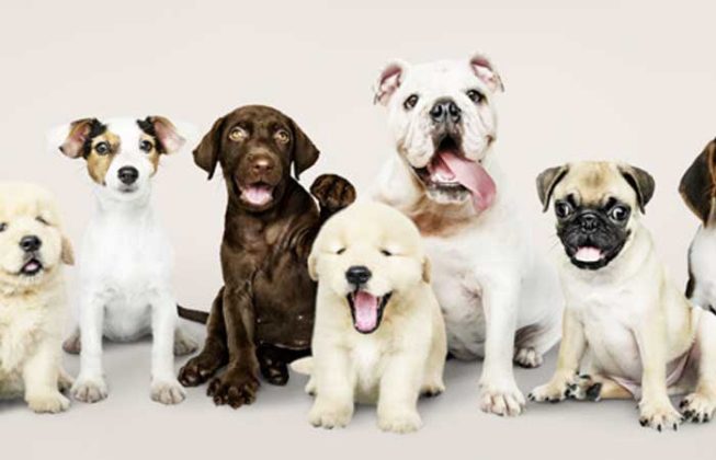 Spoil Your Furry Friend With These Gifts for Pets - Trendy Mami